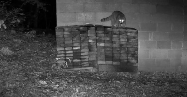 The Backyard Sniper - A Practical Lightweight 10/22 Rifle